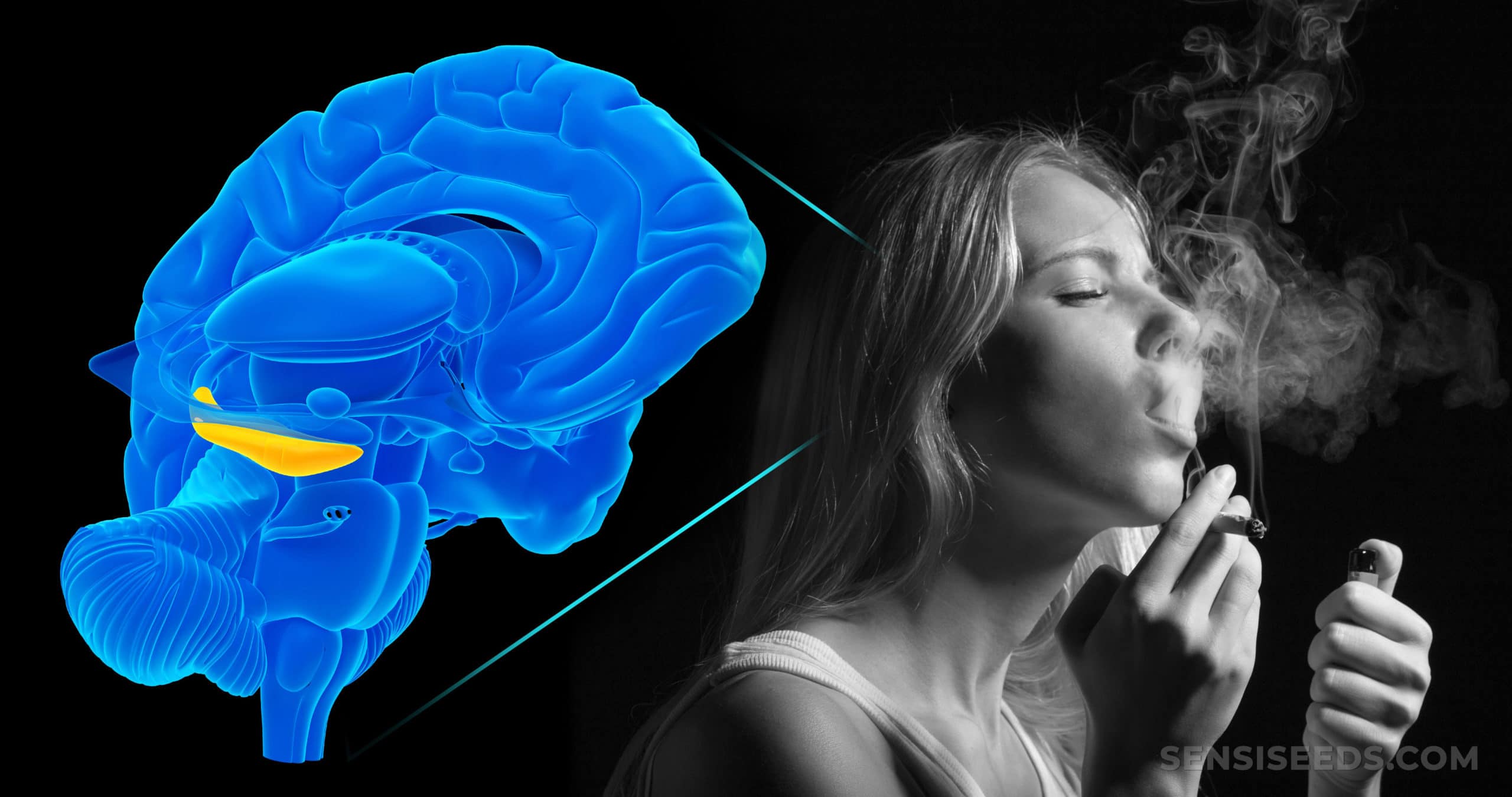 I principali effetti dell'hashish a breve e lungo termine - JustCanapa.it